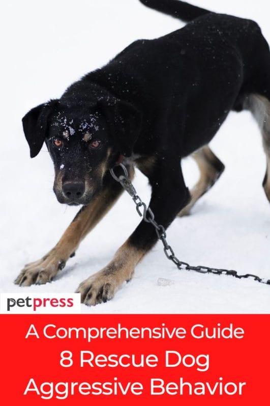 A Comprehensive Guide: 8 Rescue Dog Aggressive Behavior