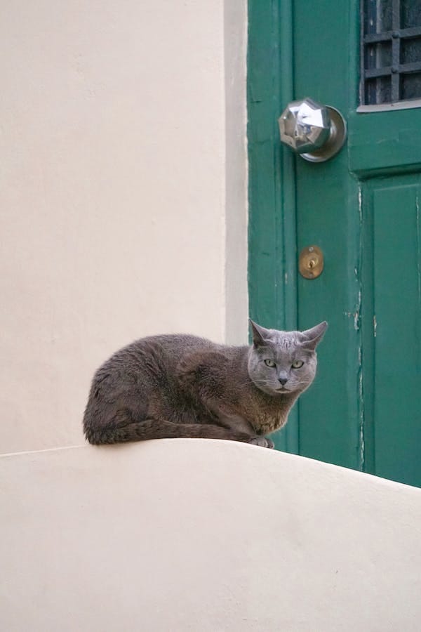 Unraveling the Enigma: Russian Blue Cat Behavior