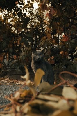 Unraveling the Enigma: Russian Blue Cat Behavior