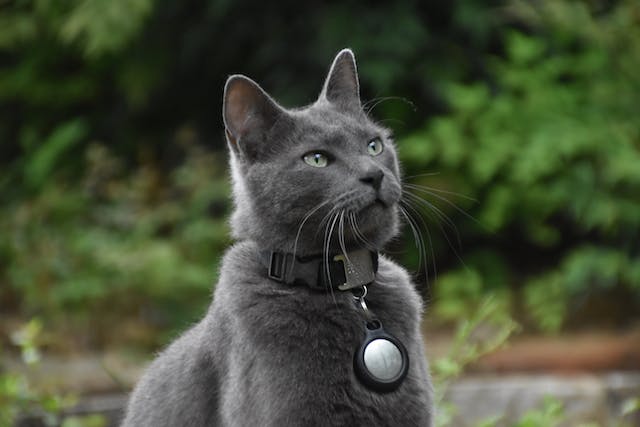 Unraveling the Enigma: Russian Blue Cat Behavior