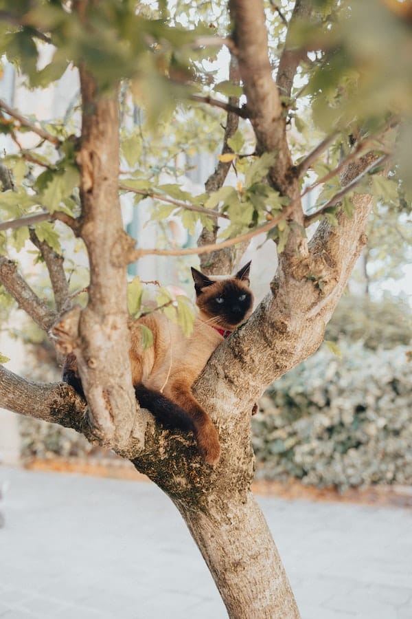 Unraveling the Enigma: Siamese Cat Behavior Explained Unraveling the Enigma: Siamese Cat Behavior Explained