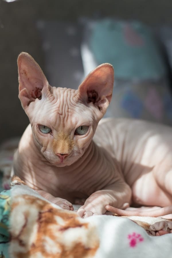 Secrets of the Sphinx: Unveiling the Sphynx Cat Behavior