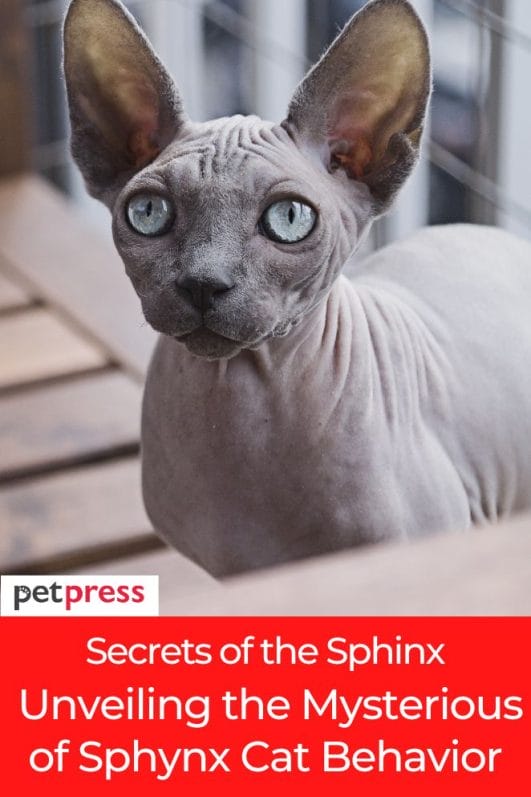 Secrets of the Sphinx: Unveiling the Sphynx Cat Behavior