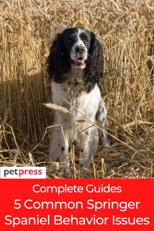 Complete Guides: 5 Common Springer Spaniel Behavior Issues