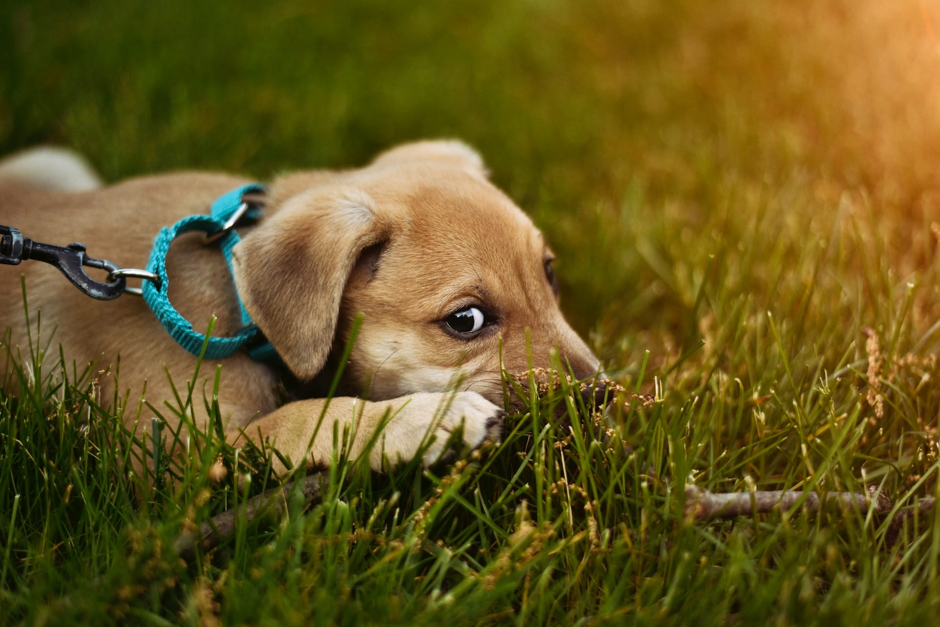 Submissive Dog Behavior: A Guide to Boost Their Confidence