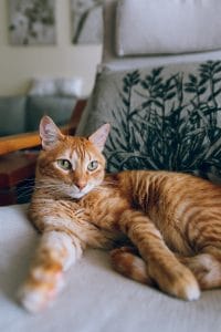 Tabby Cat Behavior: A Closer Look into Their Unique Personalities