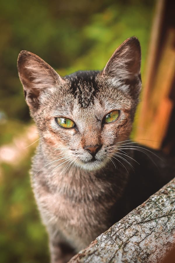 Tabby Cat Behavior: A Closer Look into Their Unique Personalities