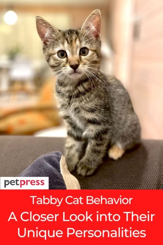 Tabby Cat Behavior: A Closer Look into Their Unique Personalities