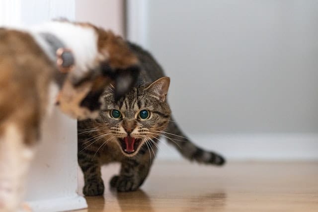 Unmasking the Secret of Cats: Decoding Territorial Cat Behavior
