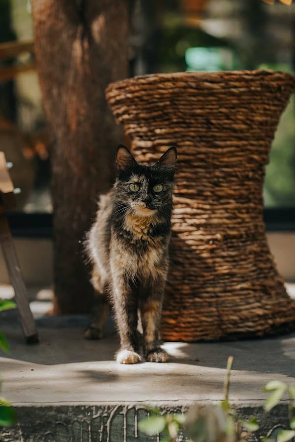 Decoding the Quirks: Tortoiseshell Cat Behavior Unveiled
