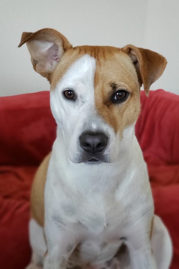 A Comprehensive Guide: 6 Unneutered Male Dog Behavior