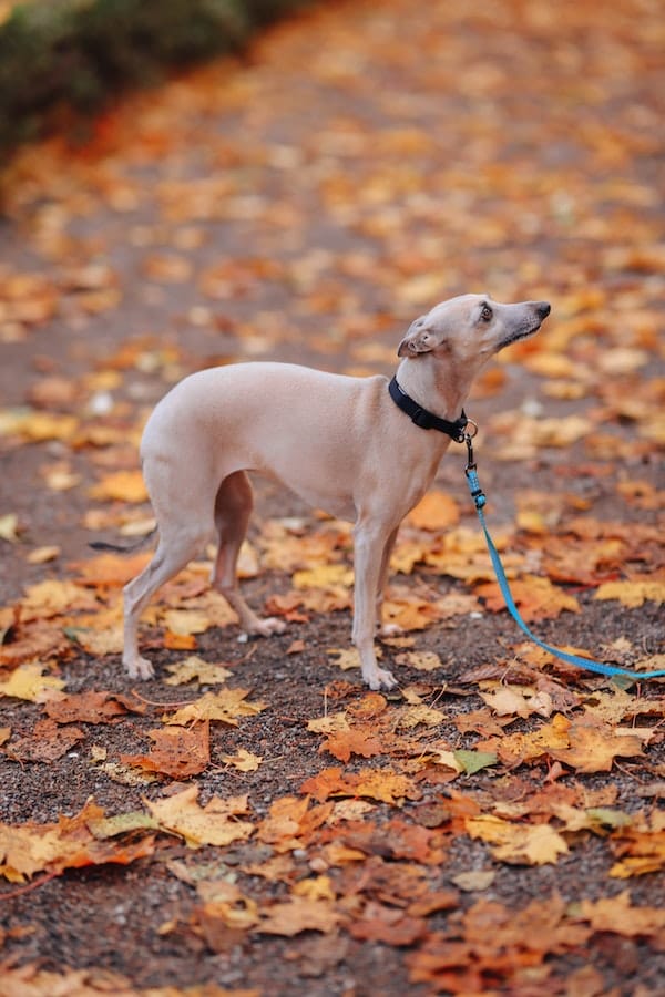 A Comprehensive Guide: 7 Common Whippet Behavior Problems