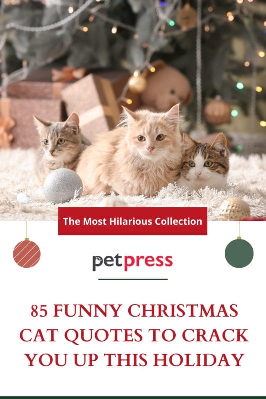 85 Funny Christmas Cat Quotes to Crack You Up This Holiday