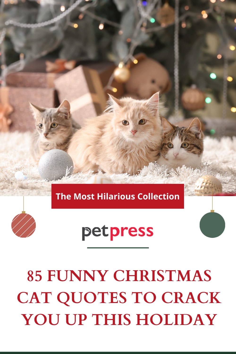85 Funny Christmas Cat Quotes to Crack You Up This Holiday