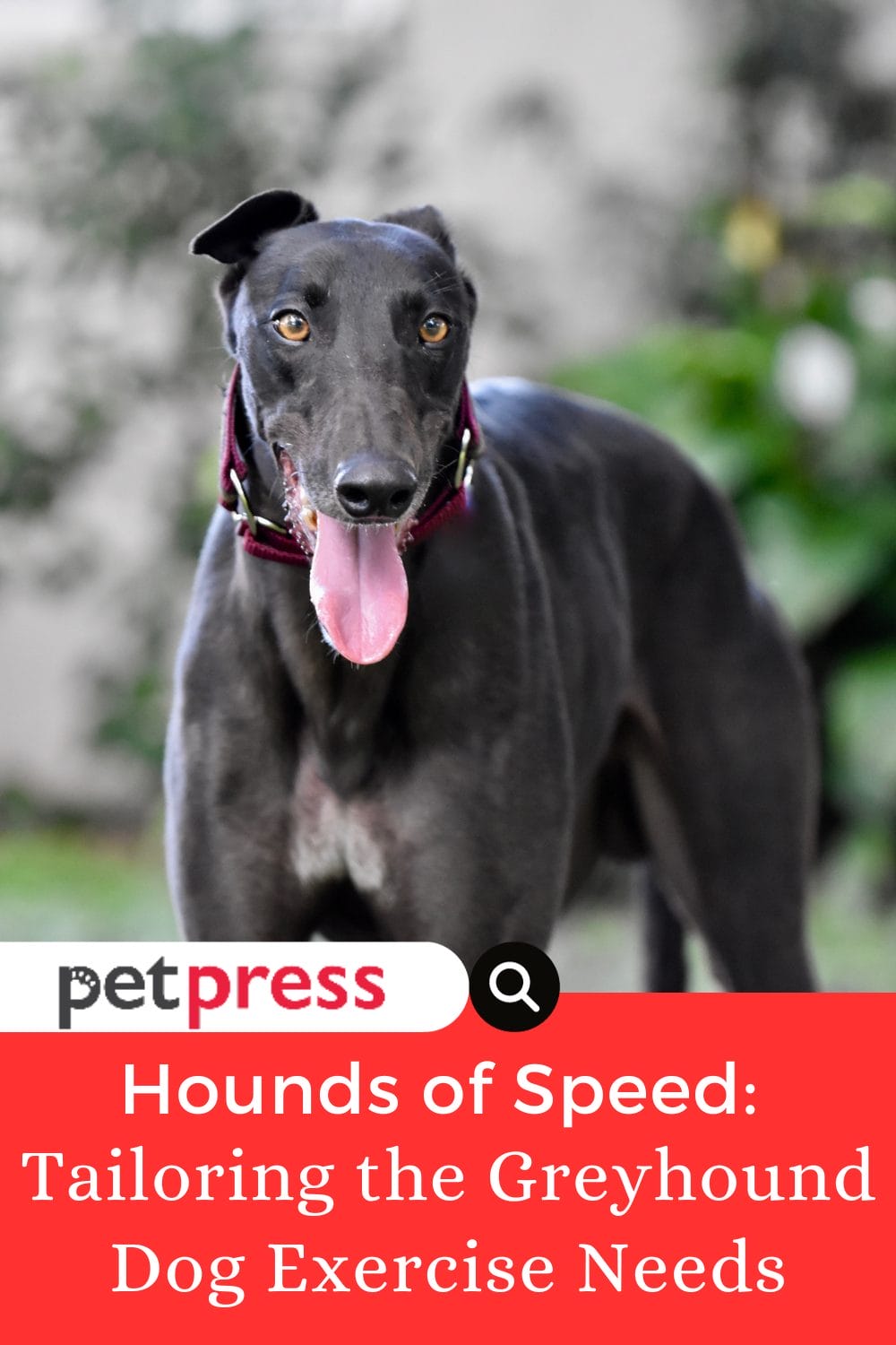 Hounds of Speed: Tailoring the Greyhound Dog Exercise Needs