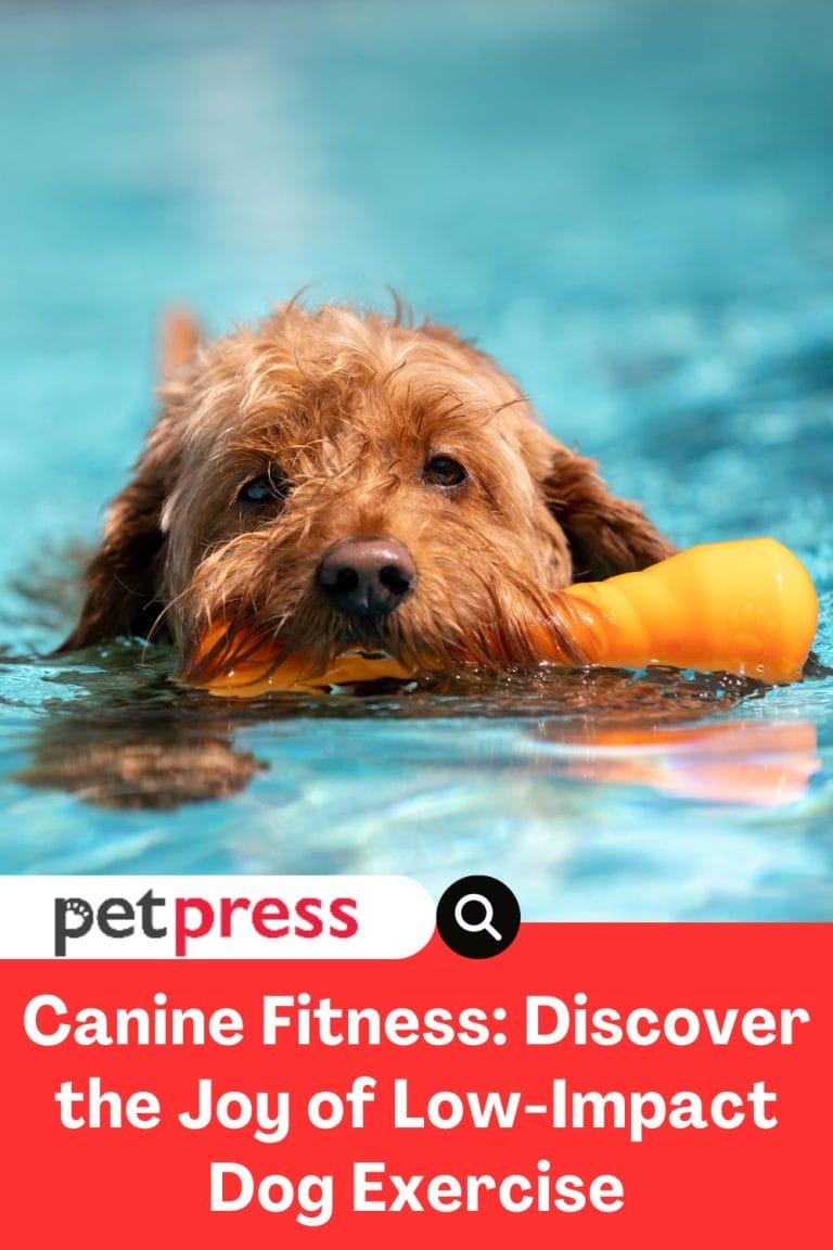 Canine Fitness: Discover the Joy of Low-Impact Dog Exercise