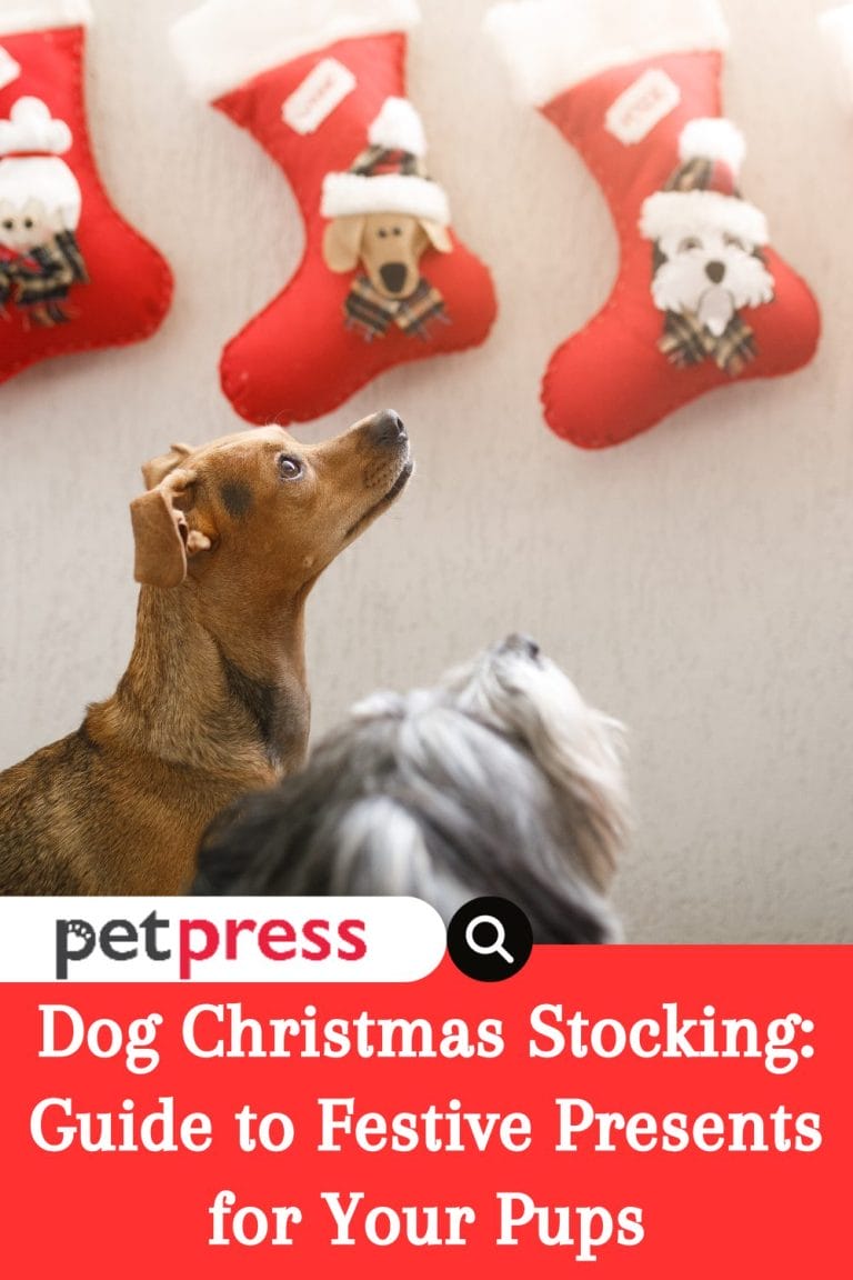 Dog Christmas Stocking: Guide to Festive Presents for Your Pups
