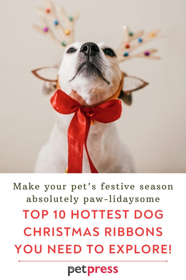 Top 10 Hottest Dog Christmas Ribbons You Need to Explore! - PetPress