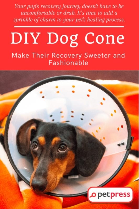 DIY Dog Cone: Make Their Recovery Sweeter and Fashionable - PetPress
