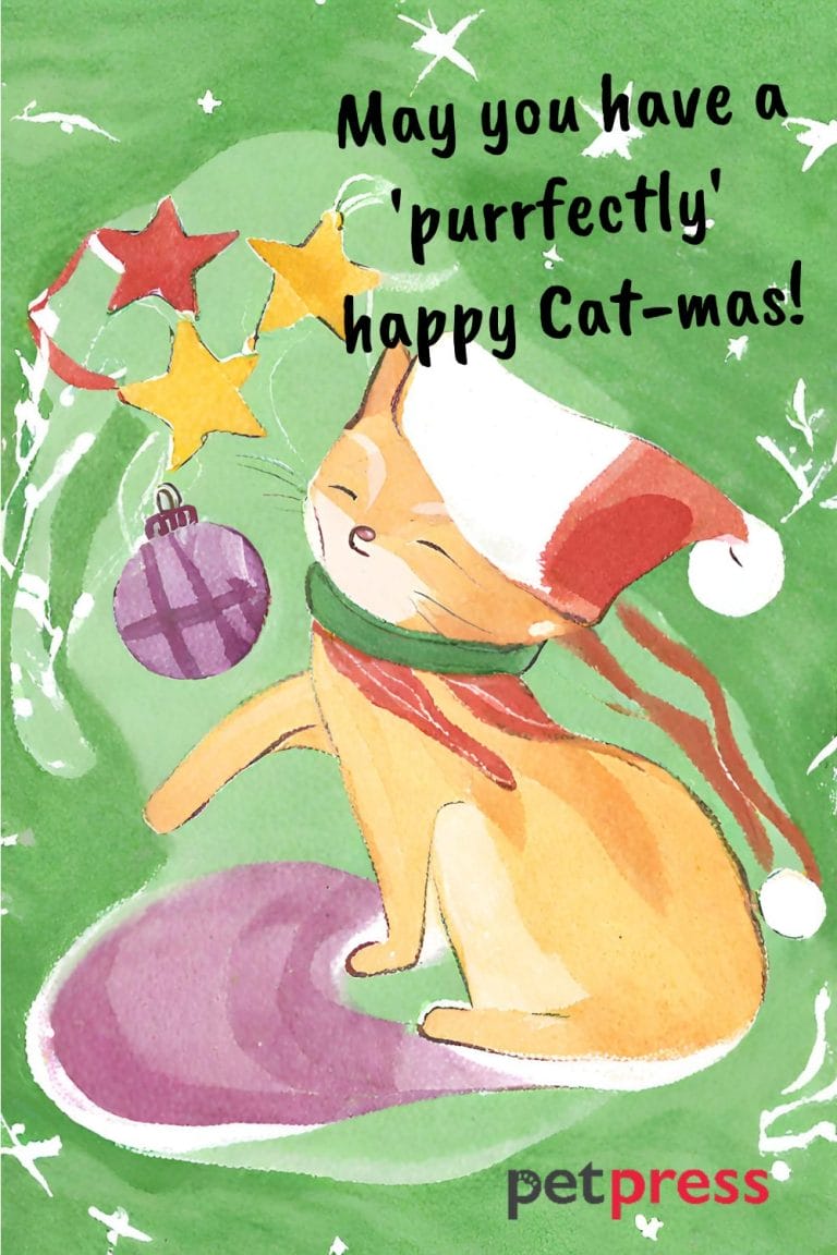 85 Hilarious & Festive Phrases for Cat Christmas Card Quotes