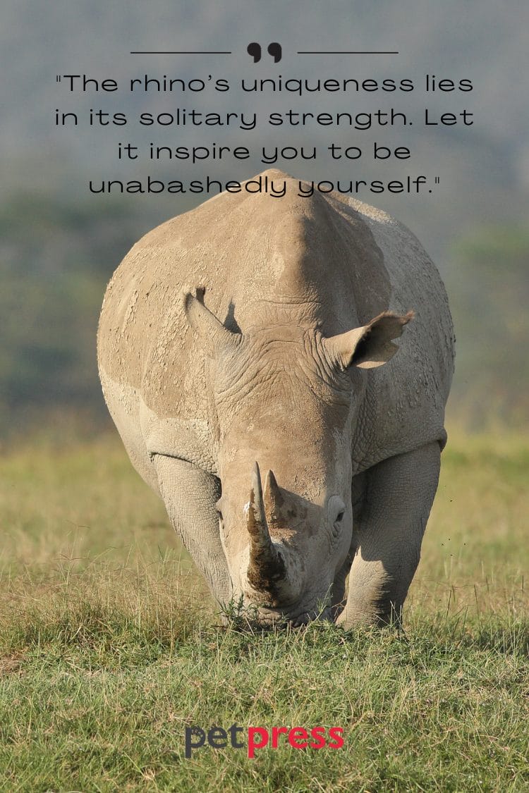 80+ Best Life Rhino Quotes That Will Charge You With Inspiration - PetPress