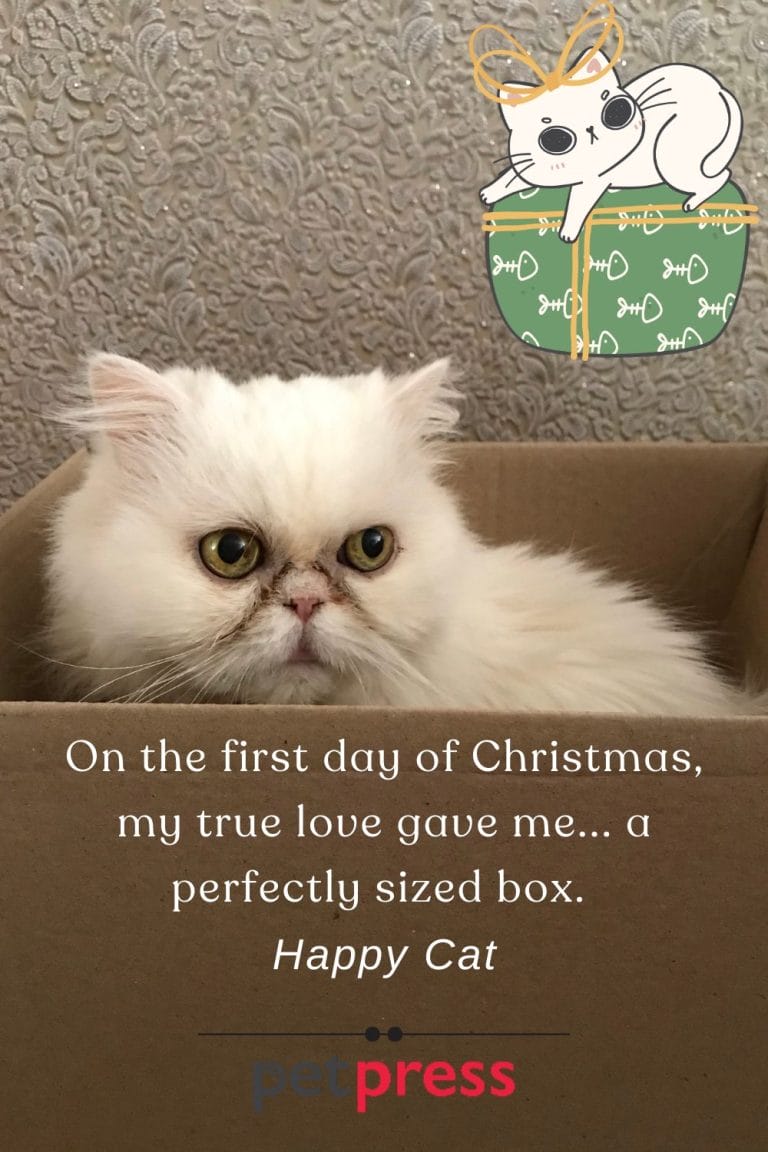 85 Funny Christmas Cat Quotes to Crack You Up This Holiday