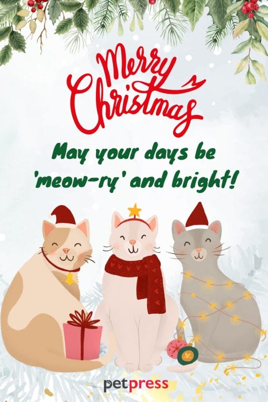 85 Hilarious & Festive Phrases for Cat Christmas Card Quotes