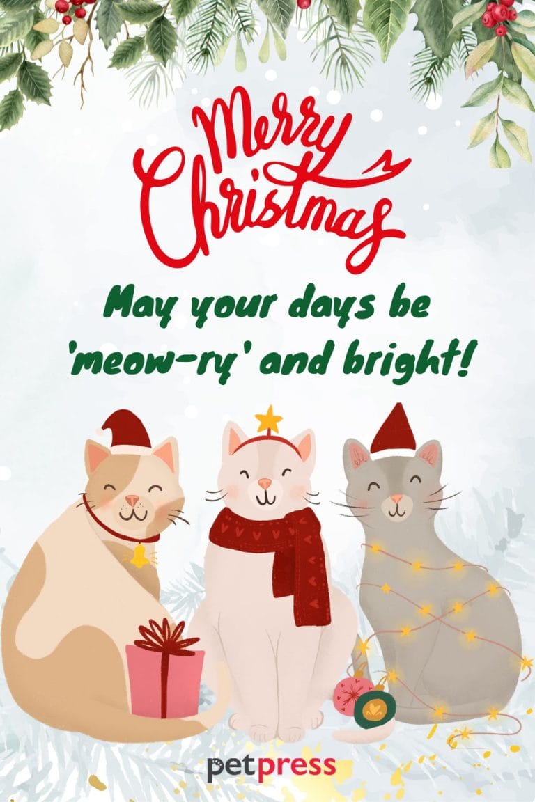 85 Hilarious & Festive Phrases for Cat Christmas Card Quotes
