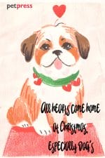 85 Dog Christmas Card Quotes: Bringing Happiness This Season