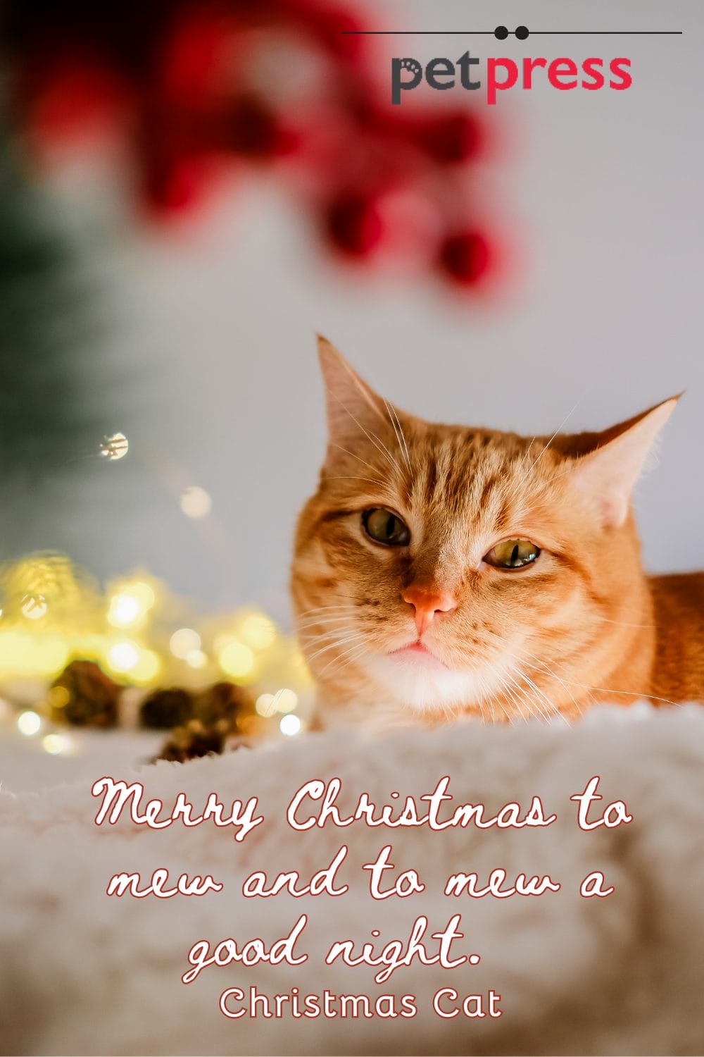 85 Funny Christmas Cat Quotes to Crack You Up This Holiday