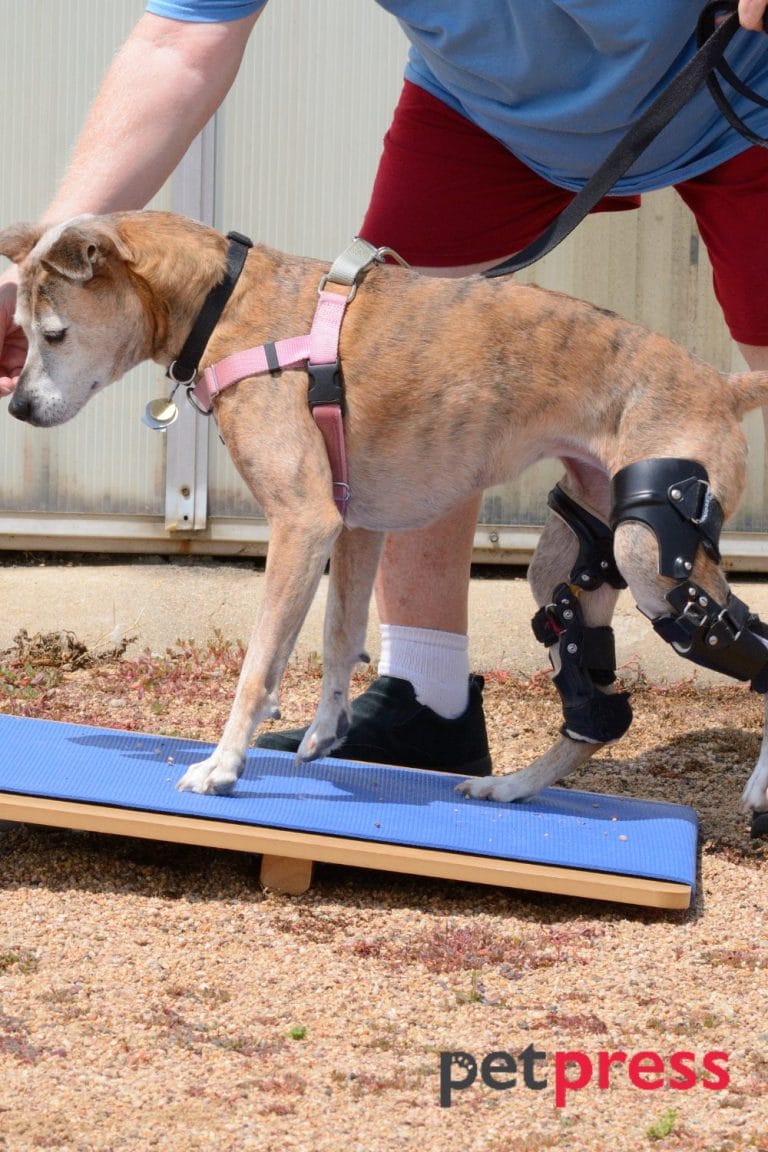 DIY Dog Exercise Equipment: Boost Your Pet's Fitness at Home!