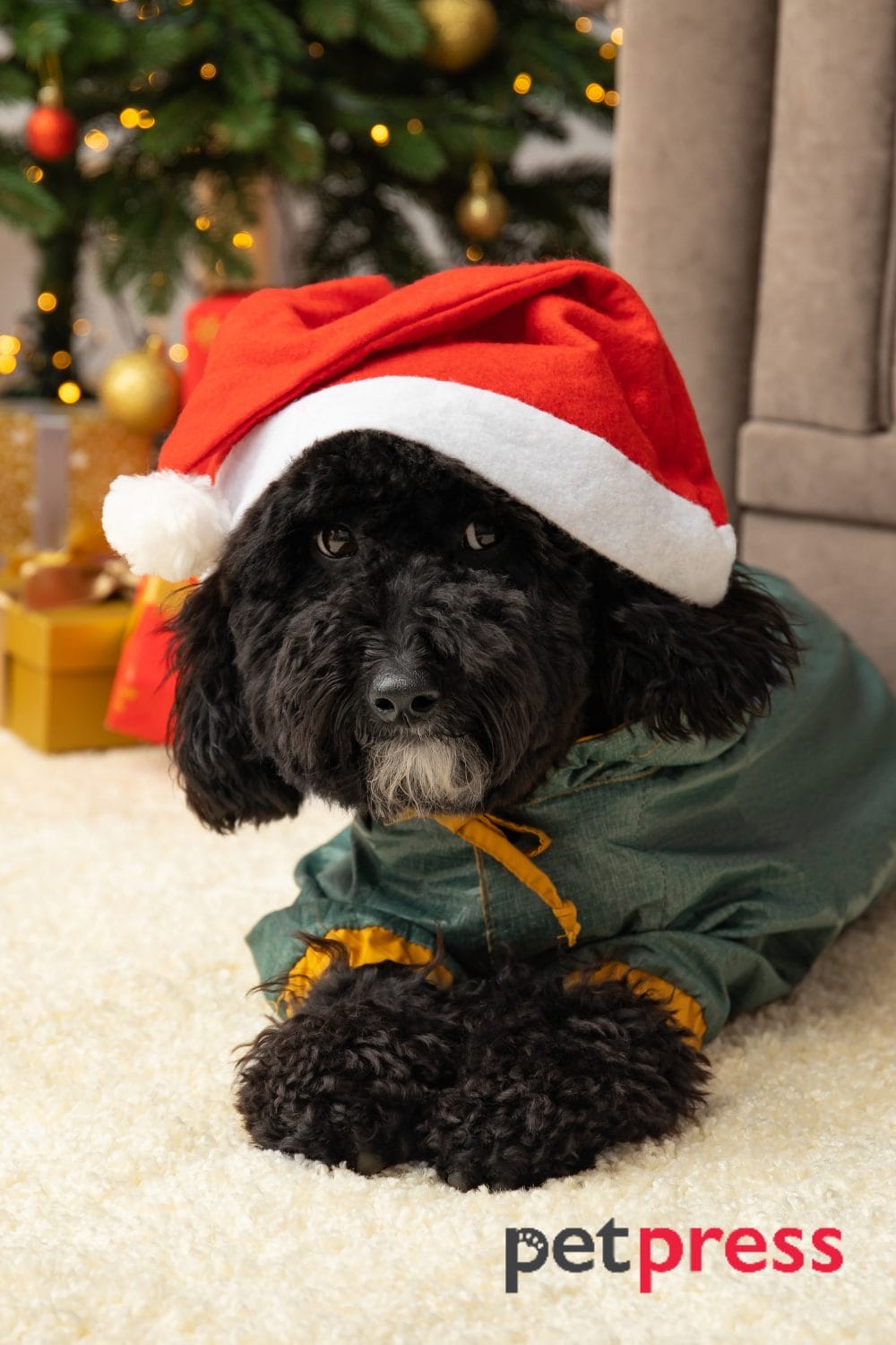 15 Dog Christmas Pajamas: Get Ready for Festive Fido Holidays