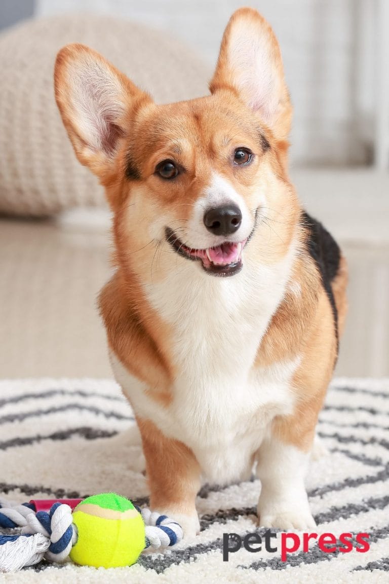 How to Get Dog Exercise Indoors: Fun and Engaging Ways