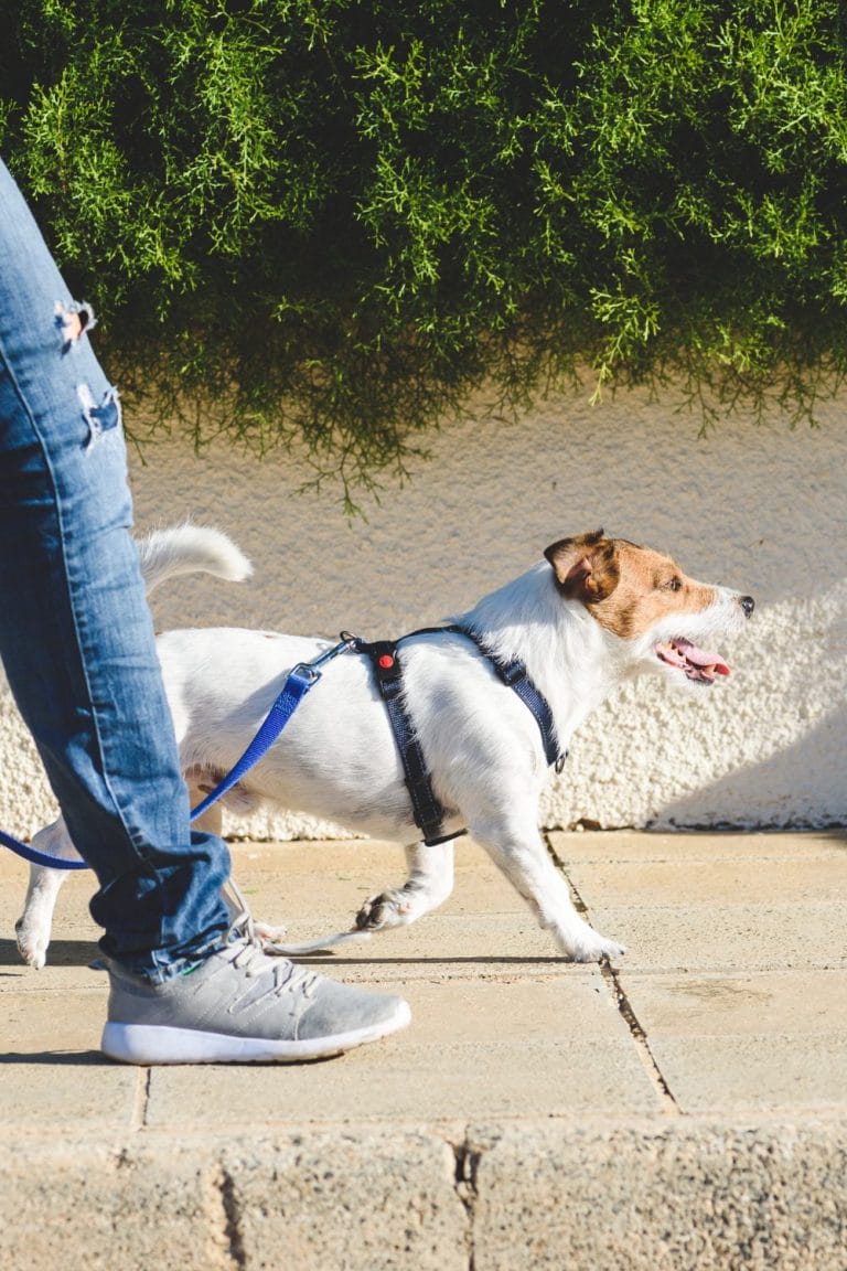 Canine Fitness: Discover the Joy of Low-Impact Dog Exercise