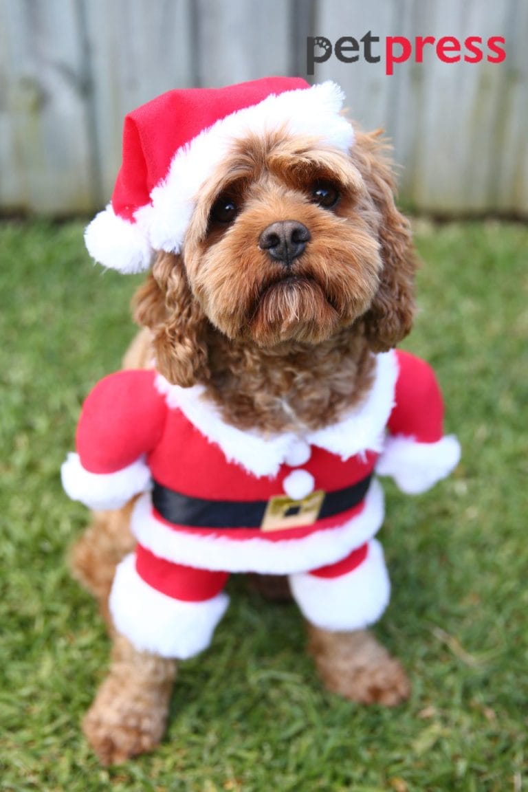 Best Dog Christmas Outfit Ideas: Making Your Pooch More Festive
