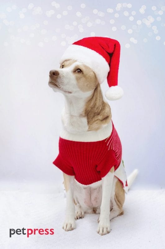 10 Mind-Blowing Dog Christmas Wallpaper: Prepare to Be Amazed! - PetPress
