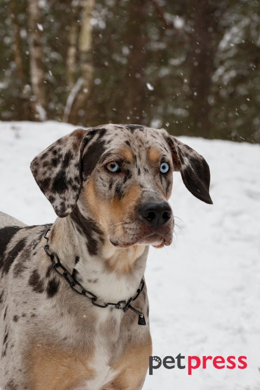 A Quick Guide to the Catahoula Leopard Dog Exercise Needs