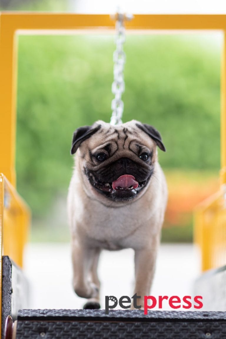 DIY Dog Exercise Equipment: Boost Your Pet's Fitness at Home!