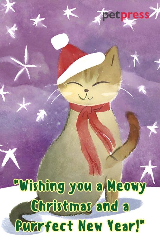 85 Hilarious & Festive Phrases for Cat Christmas Card Quotes