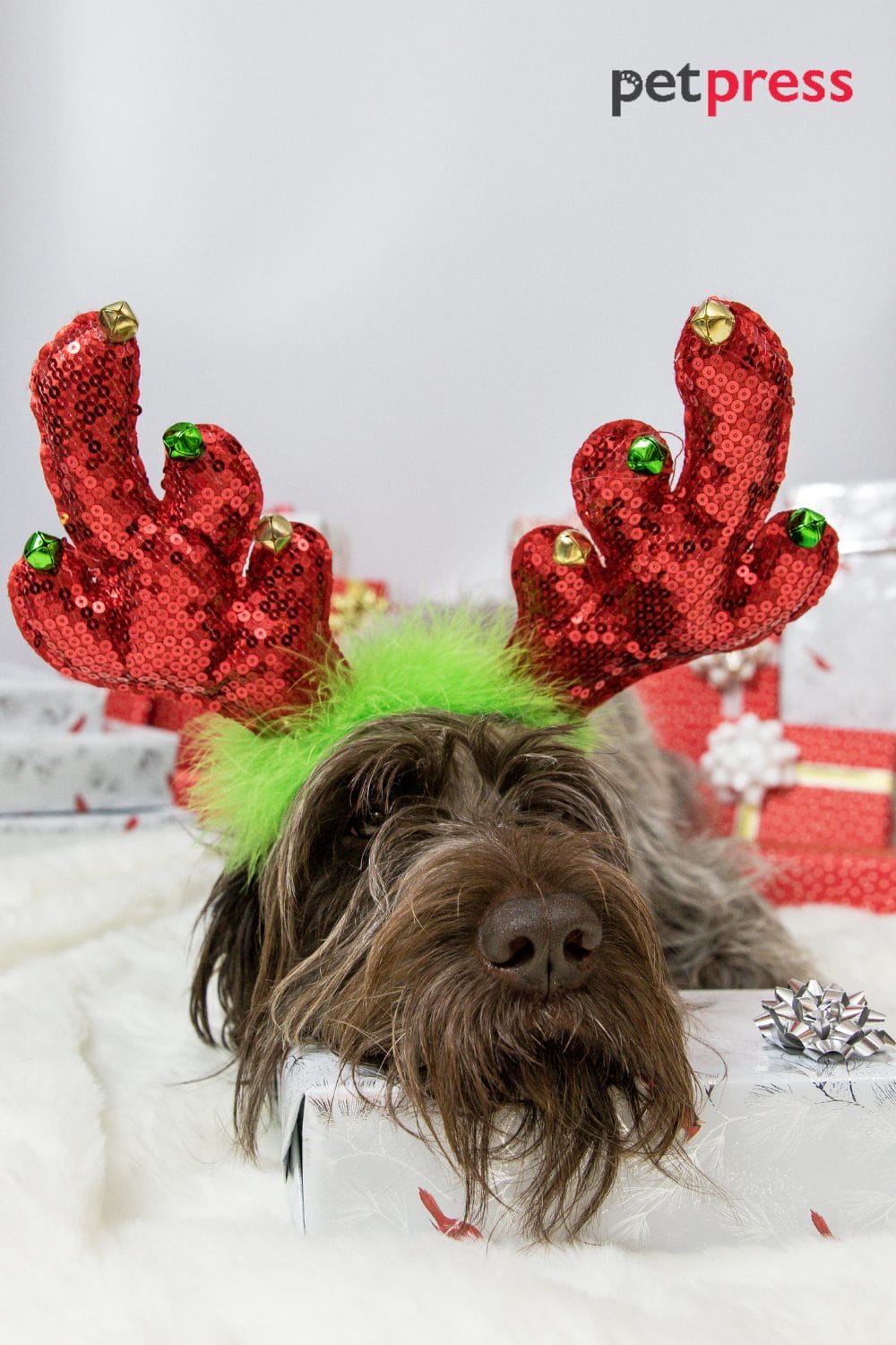 Dog Christmas Reindeer Outfits - Get Your Pup Ready to Flaunt!