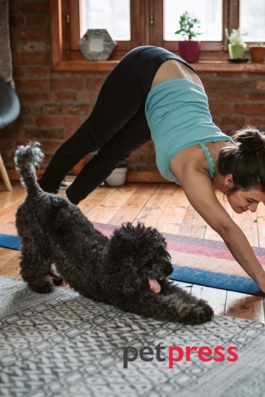 Canine Fitness: Discover the Joy of Low-Impact Dog Exercise