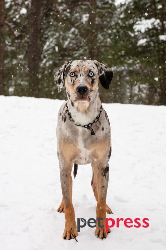 A Quick Guide to the Catahoula Leopard Dog Exercise Needs