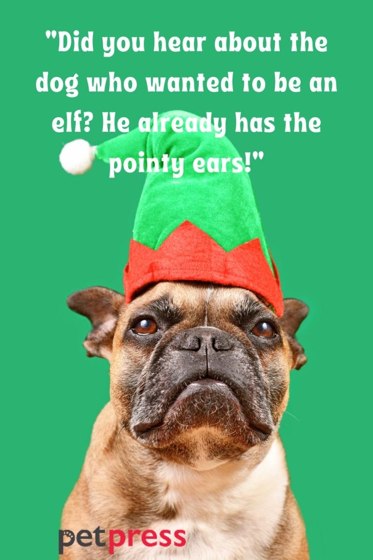 105 Funny Christmas Dog Quotes That Sparkle up the Holidays
