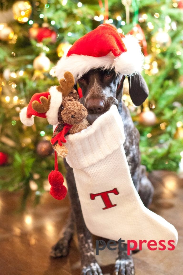 Dog Christmas Stocking: Guide to Festive Presents for Your Pups