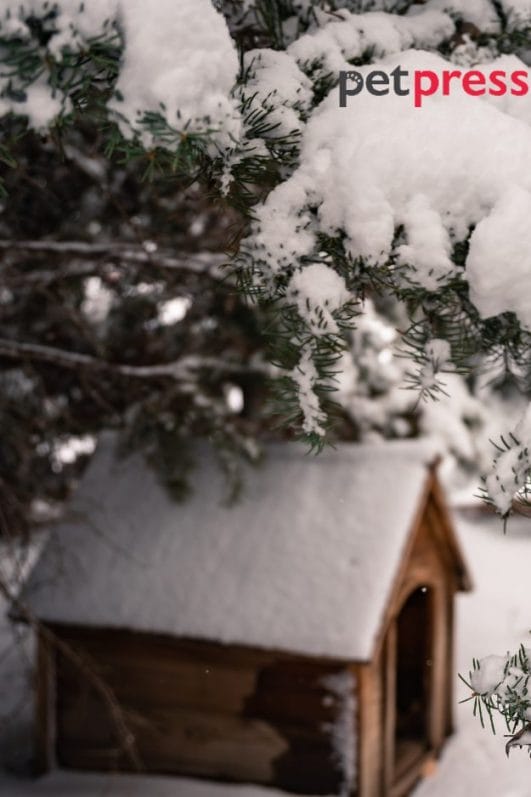 Beat the Frost: Budget-Friendly DIY Dog House for Winter - PetPress
