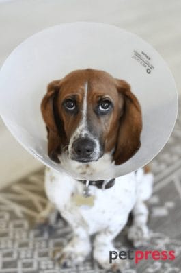 DIY Dog Cone: Make Their Recovery Sweeter and Fashionable - PetPress