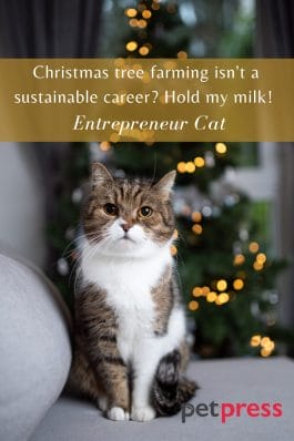 85 Funny Christmas Cat Quotes to Crack You Up This Holiday