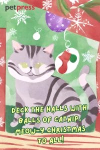 85 Hilarious & Festive Phrases for Cat Christmas Card Quotes