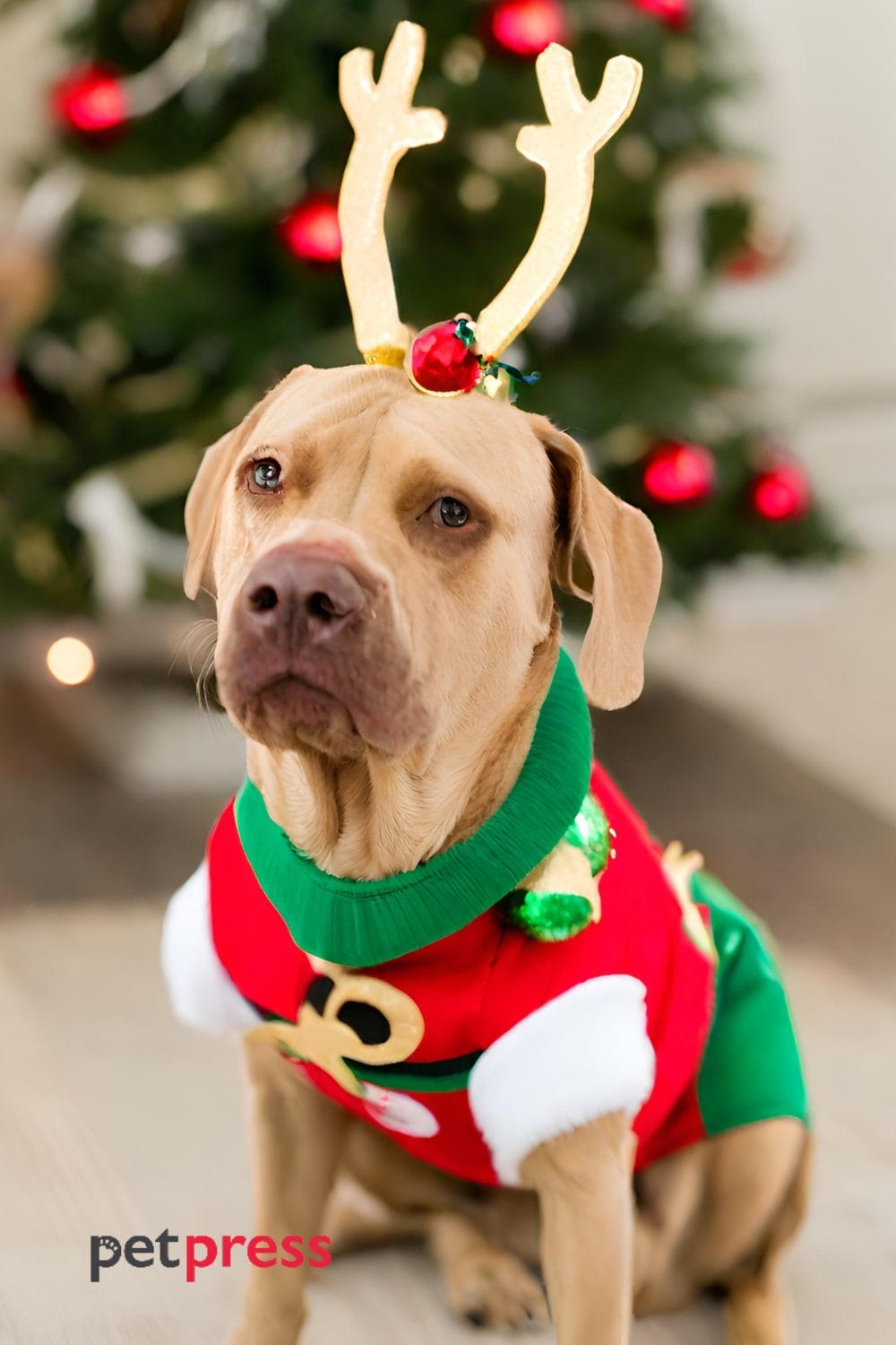 Dog Christmas Reindeer Outfits - Get Your Pup Ready to Flaunt!