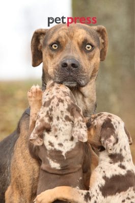 A Quick Guide to the Catahoula Leopard Dog Exercise Needs